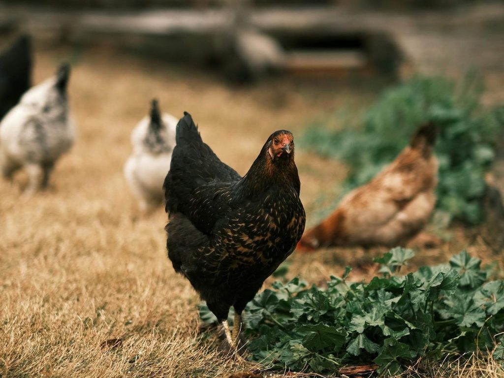 Keeping Chickens: Laws, By-Laws and Regulations in the UK