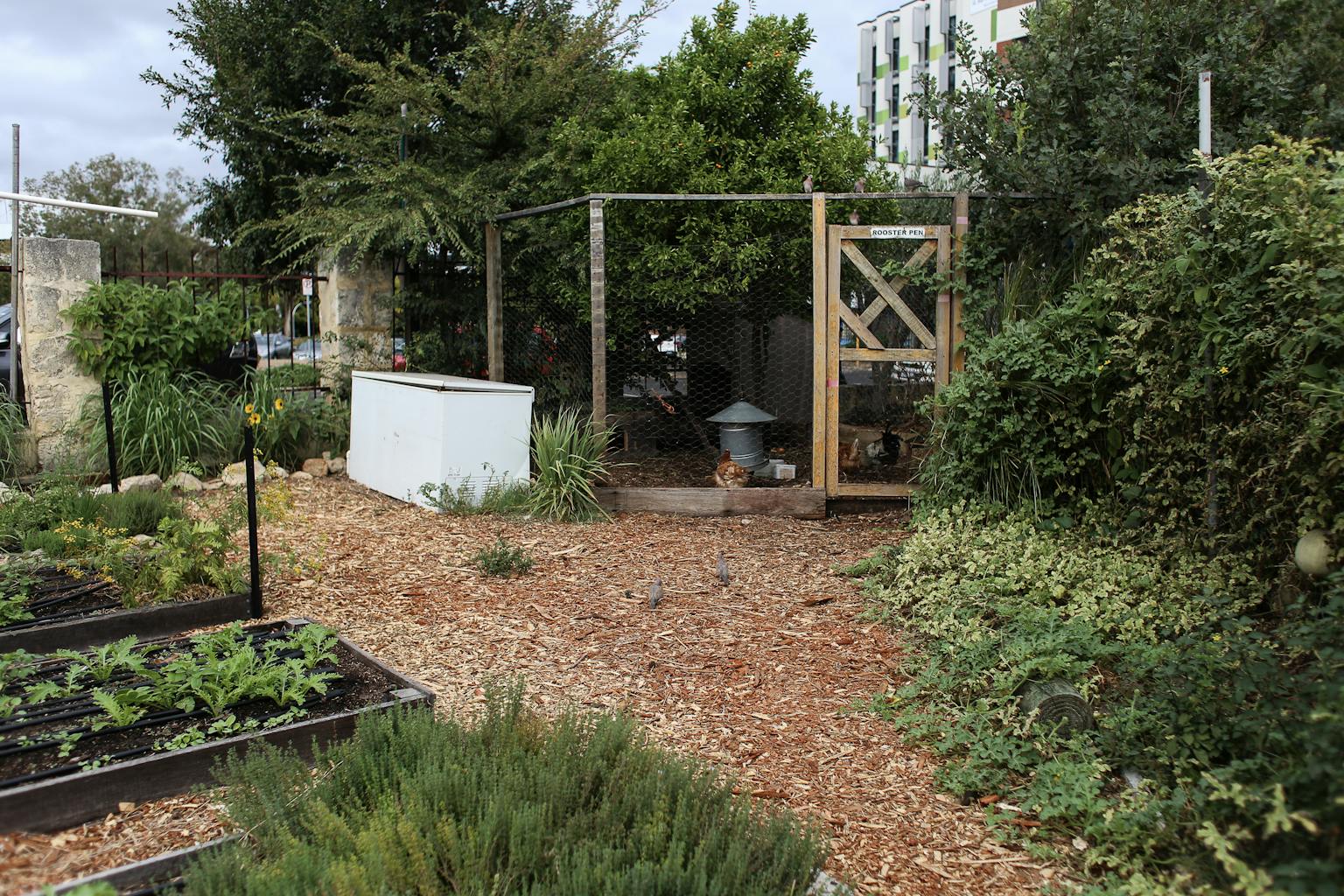 Keeping Chickens: Laws, By-Laws and Regulations in the UK