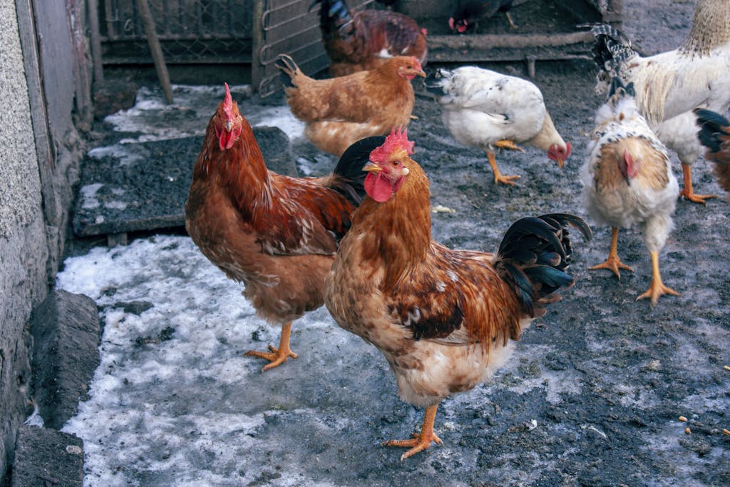 Keeping Chickens: Laws, By-Laws and Regulations in the UK