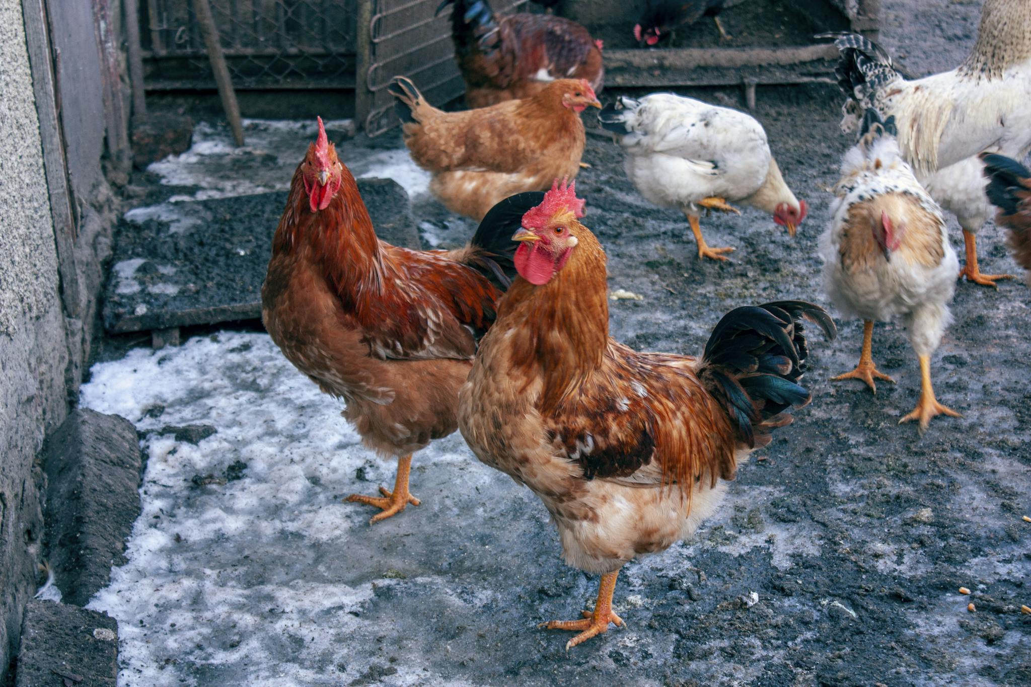 Advice For Keeping Chickens In Winter