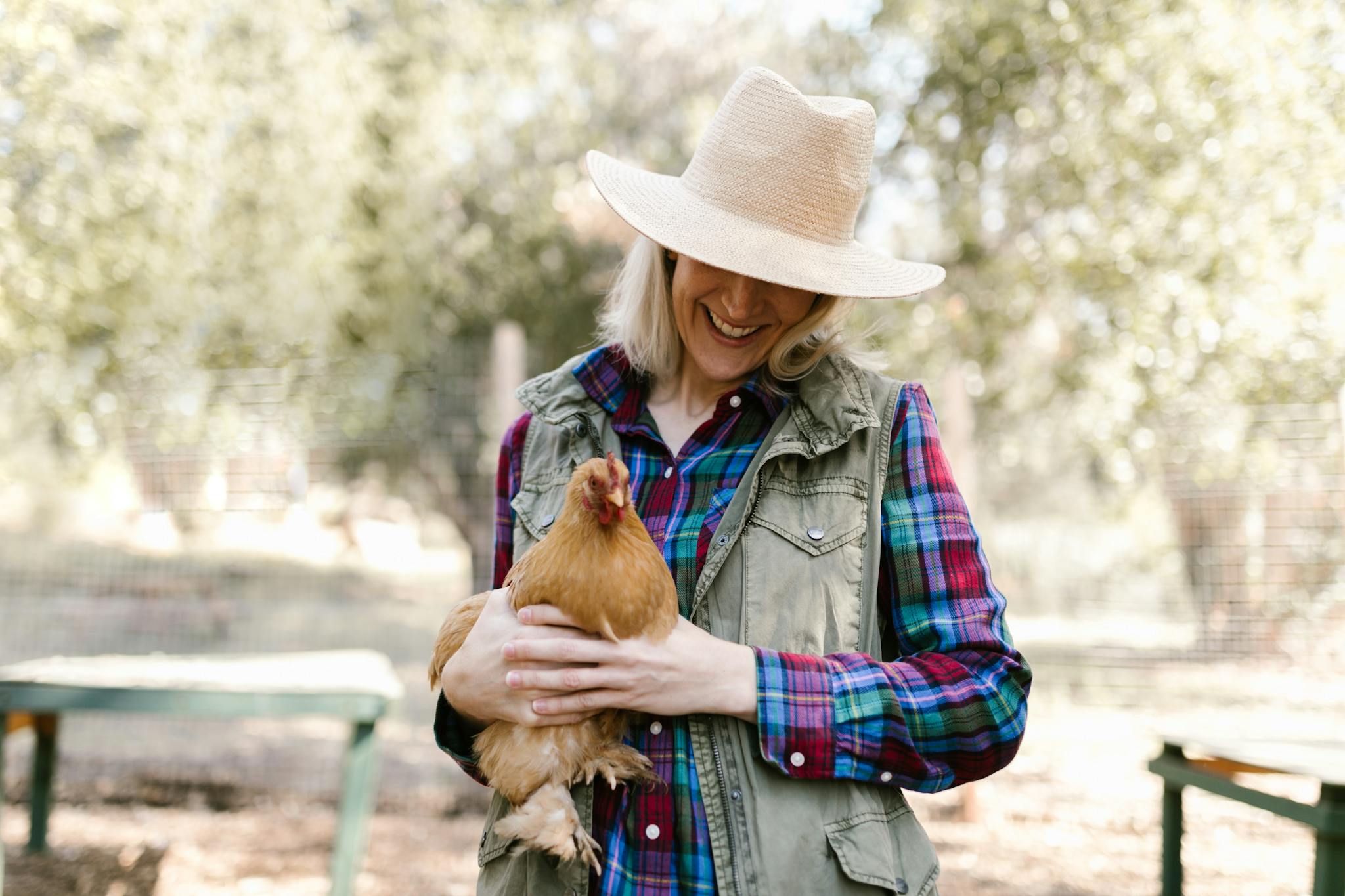 Keeping Chickens: Laws, By-Laws and Regulations in the UK