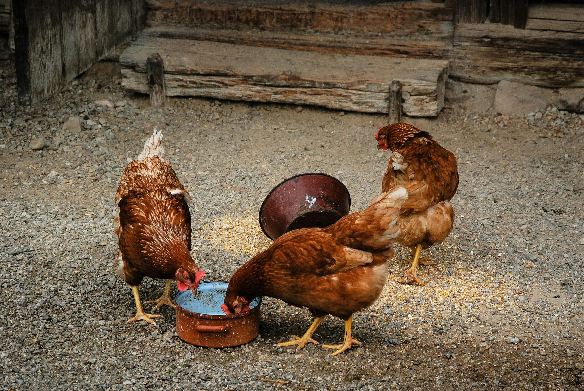 How to Feed Chickens: What to Buy and How to Do It Right