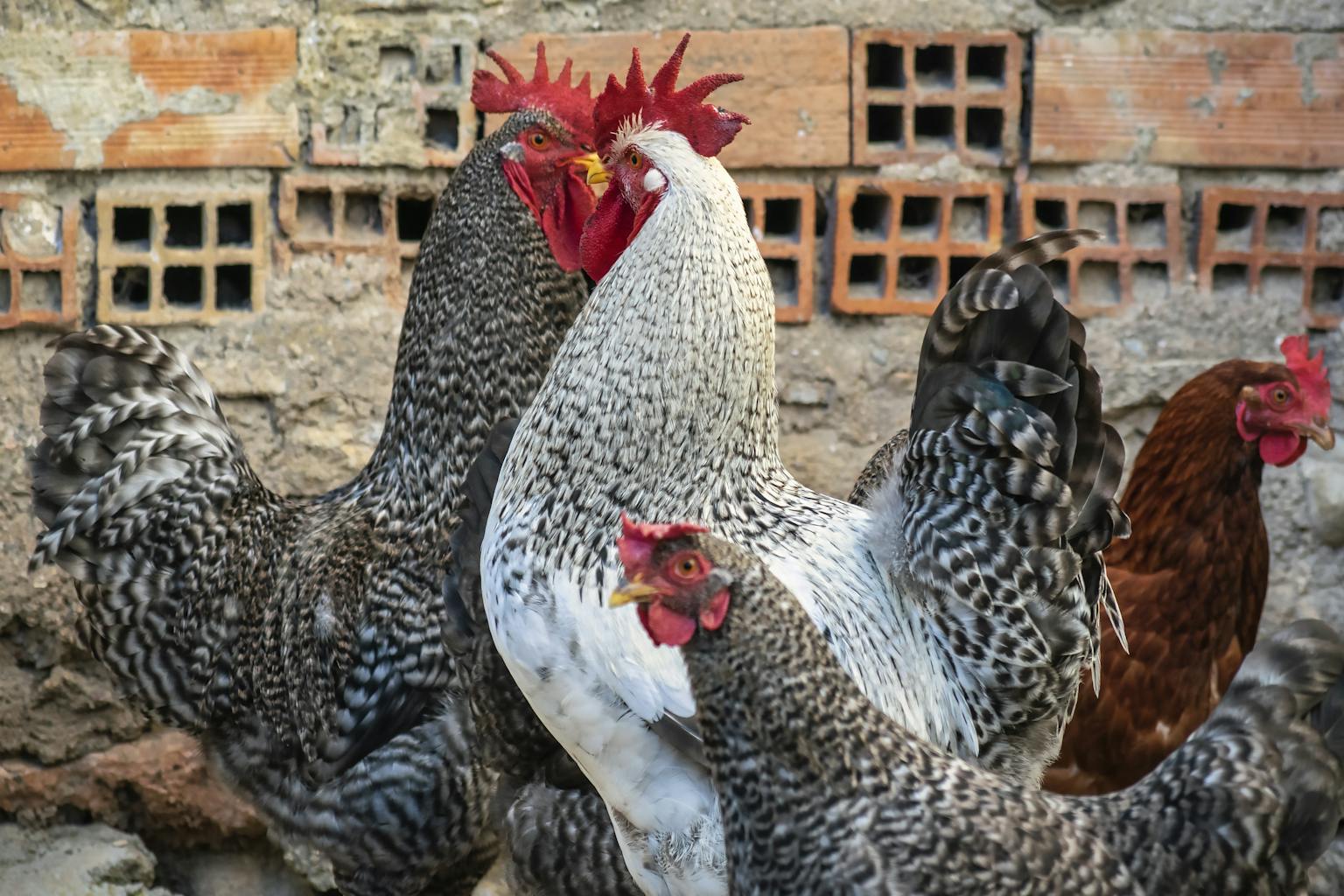 Keeping Chickens UK – Coops, Feeding & Hen Care Tips