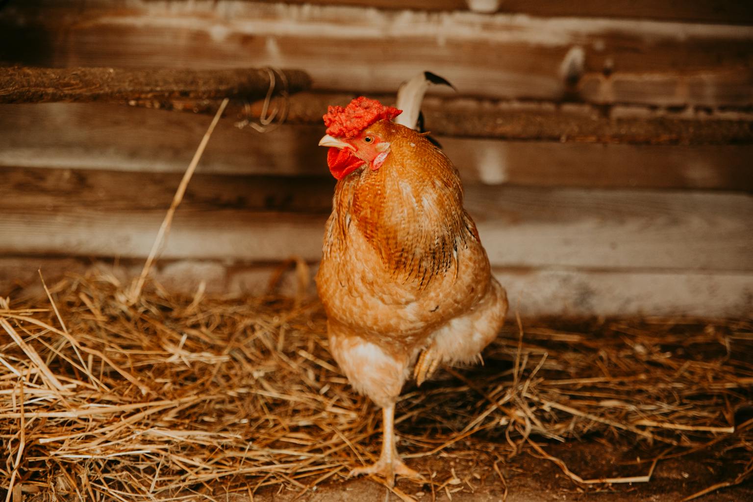 Best Bedding For Chicken Coops: The Complete Guide