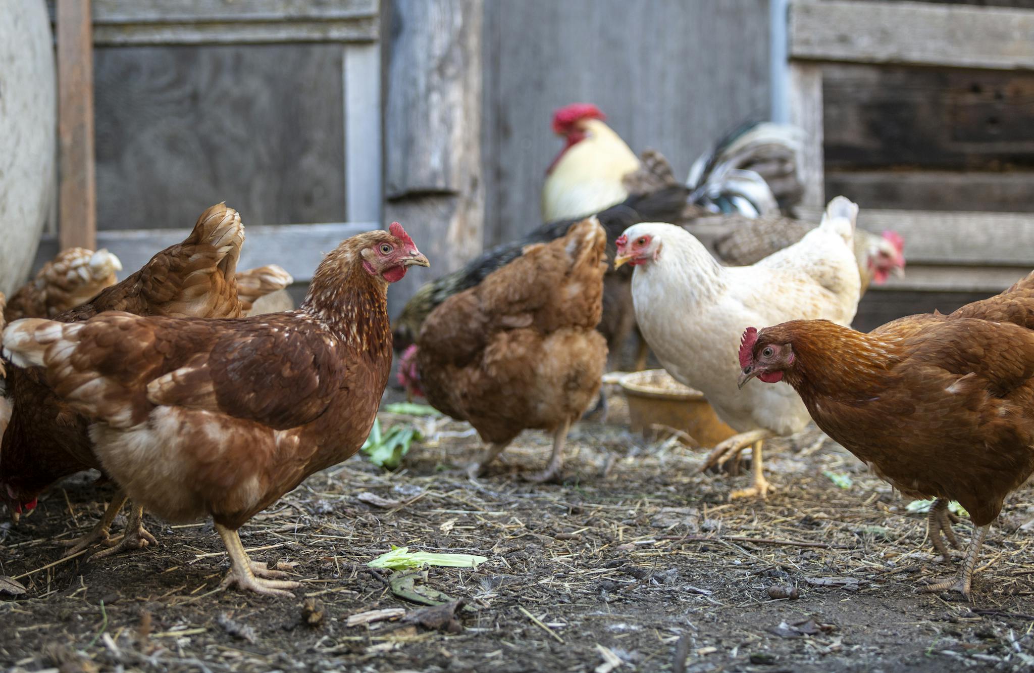 How To Introduce New Chickens To Your Flock