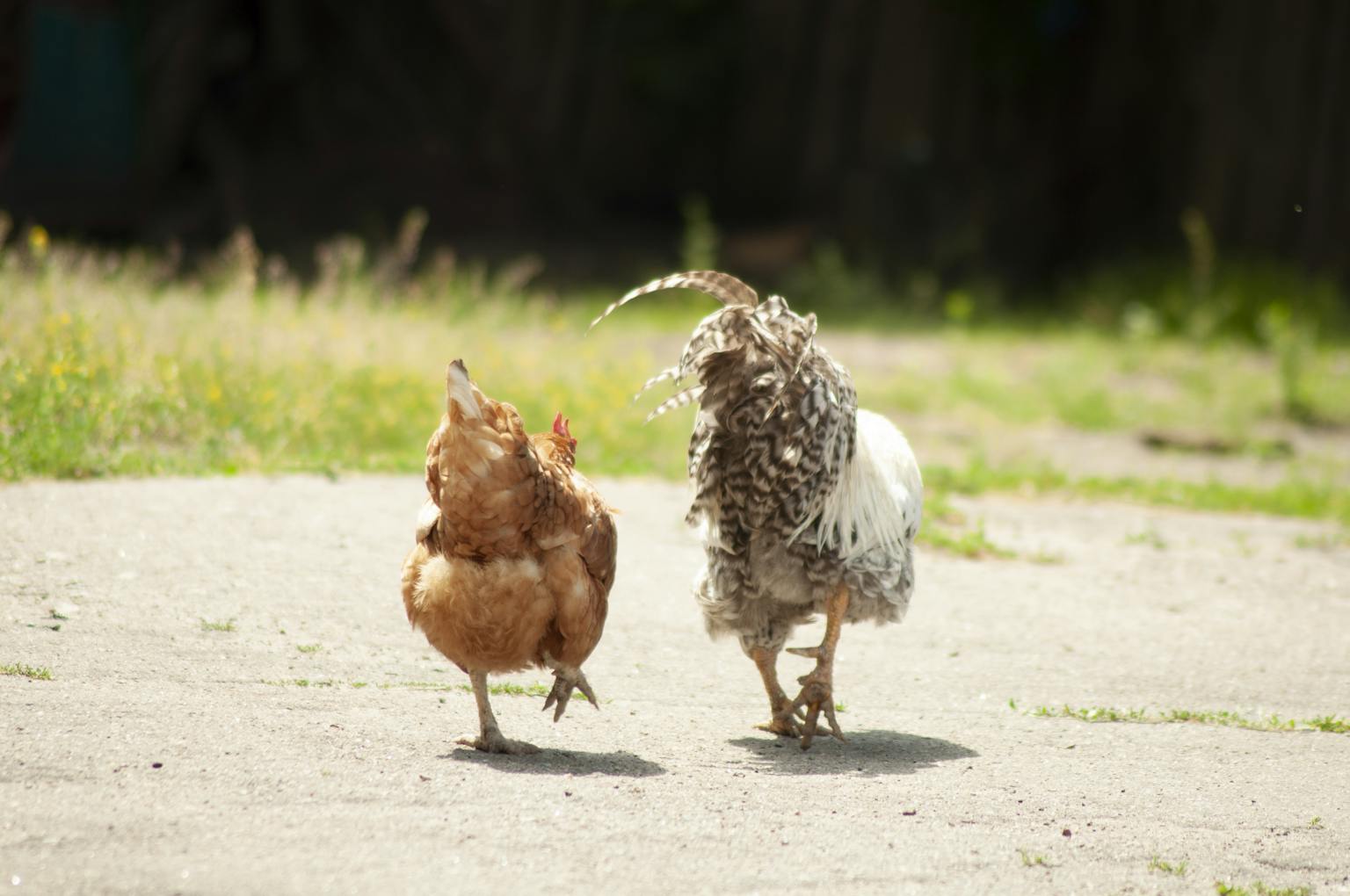 How To Introduce New Chickens To Your Flock