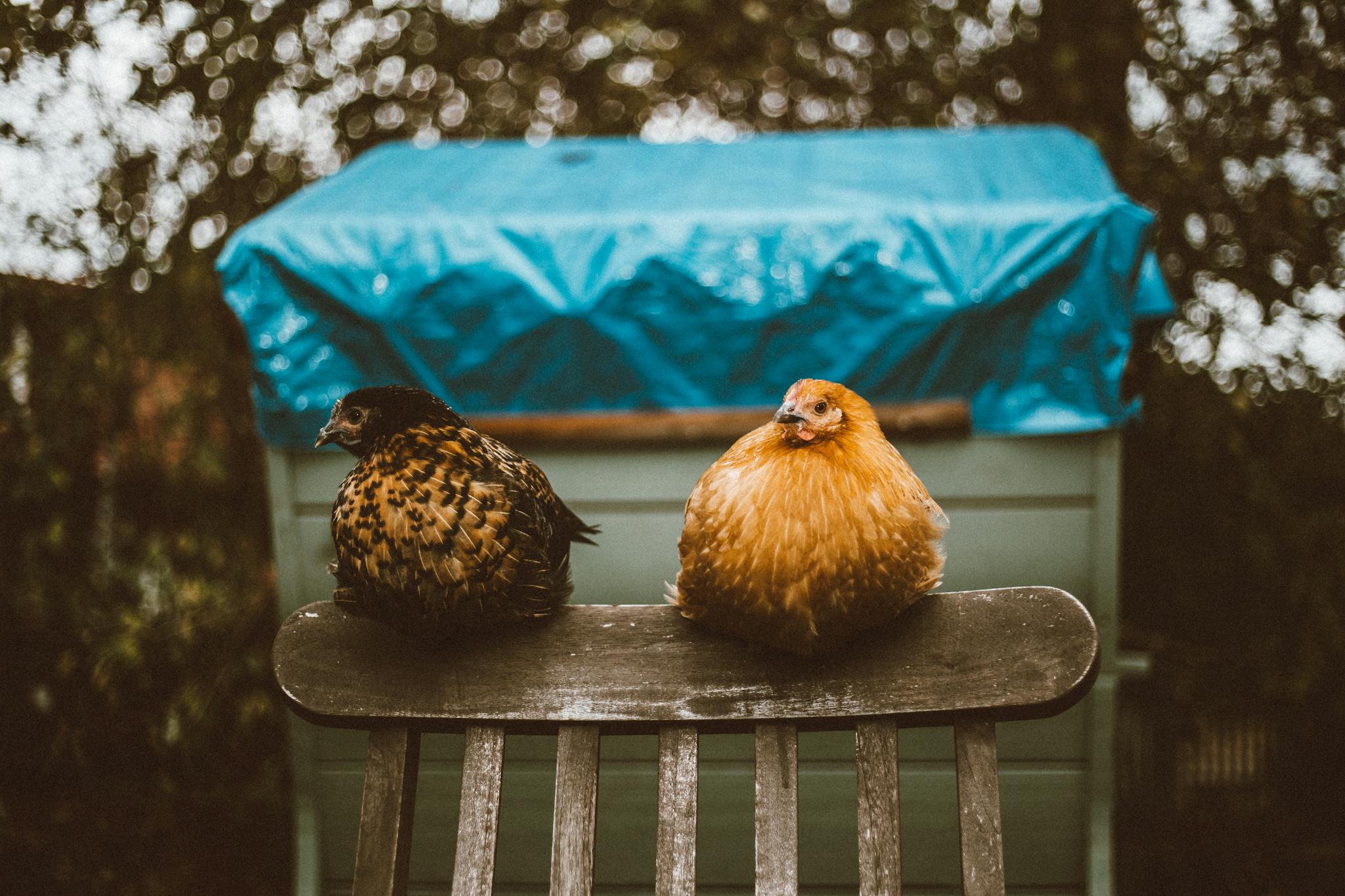 Getting Started With Chickens – Advice For Beginners