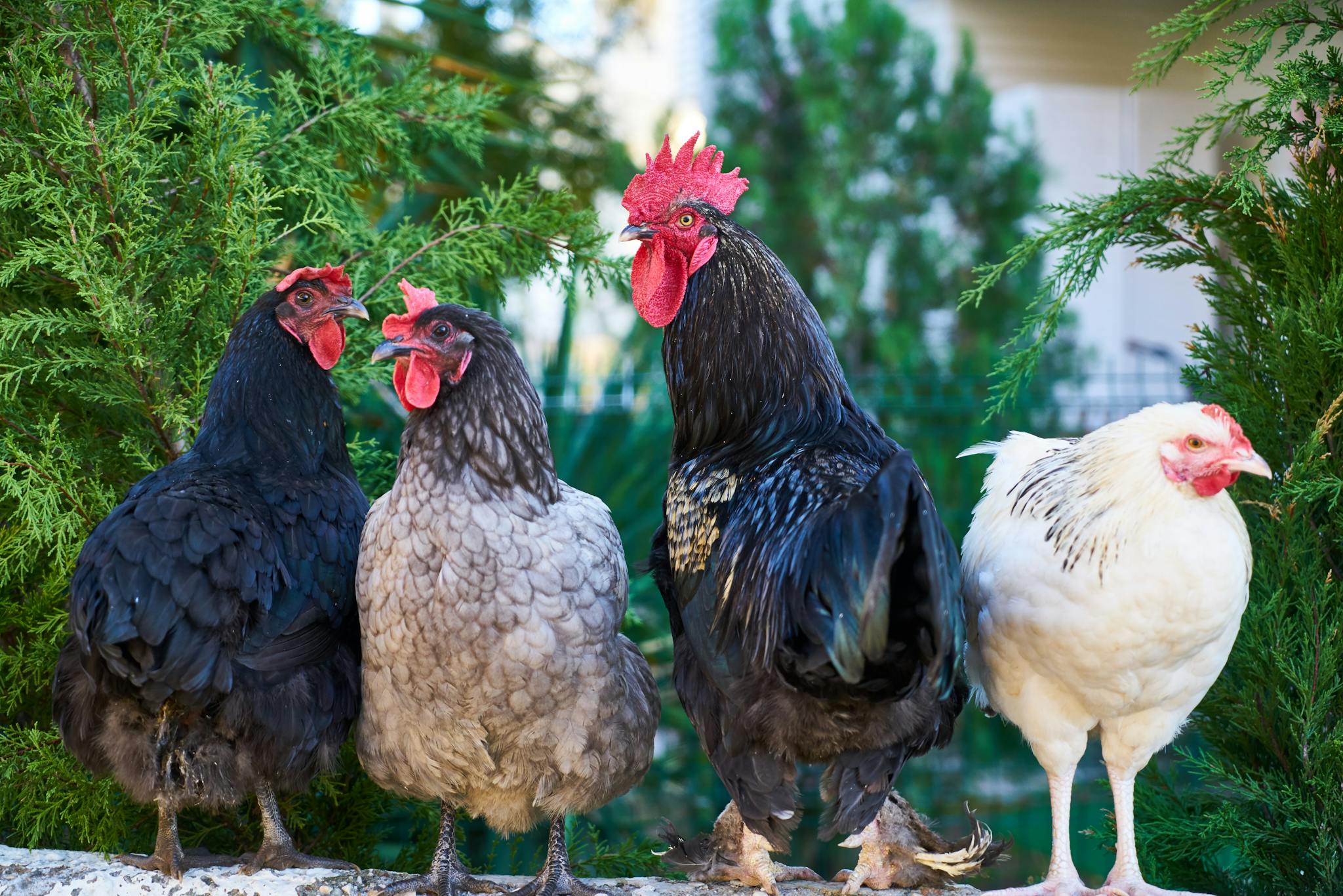 Keeping Chickens UK – Coops, Feeding & Hen Care Tips