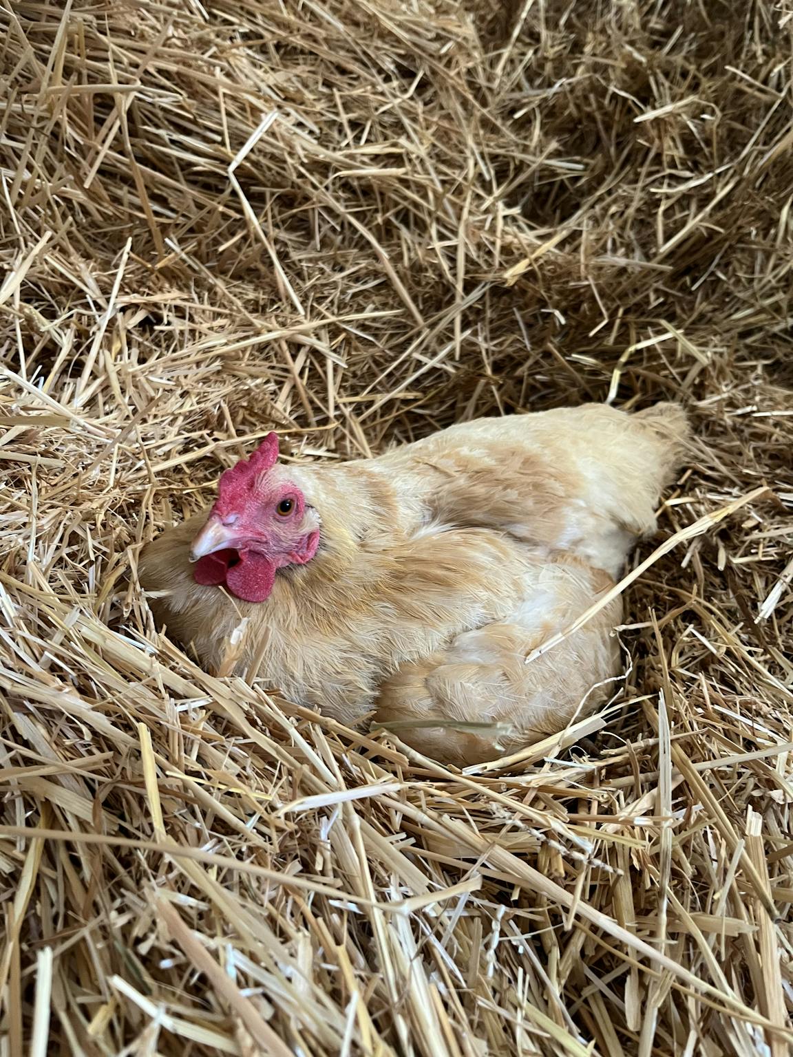 How To Handle Broody Hens A Complete Guide