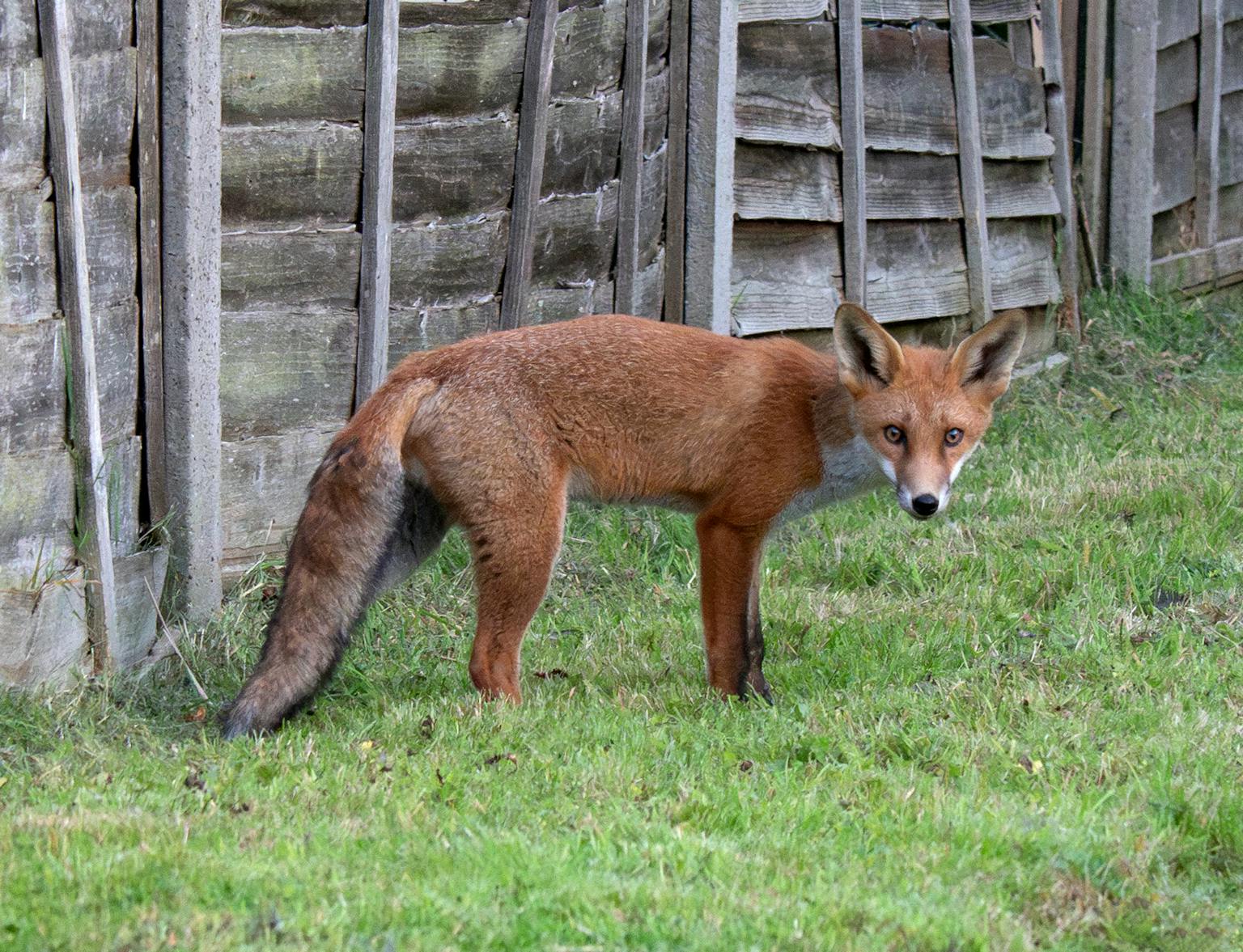 How To Predator Proof A Chicken Coop And Run