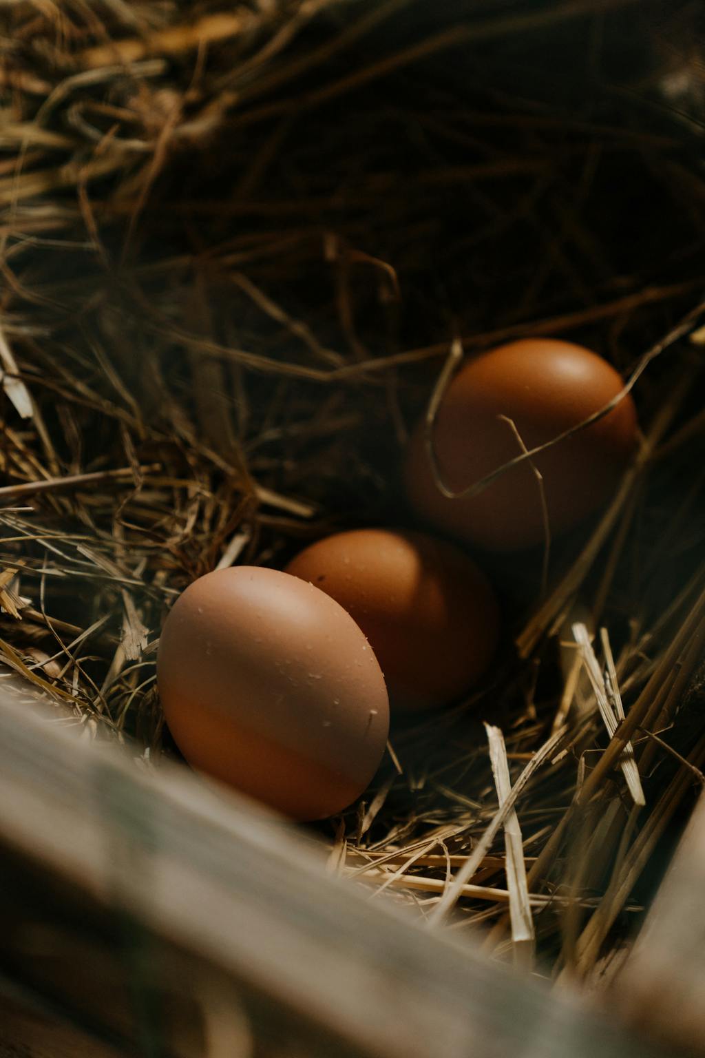 Why Do Chickens Stop Laying Eggs? Causes And Solutions