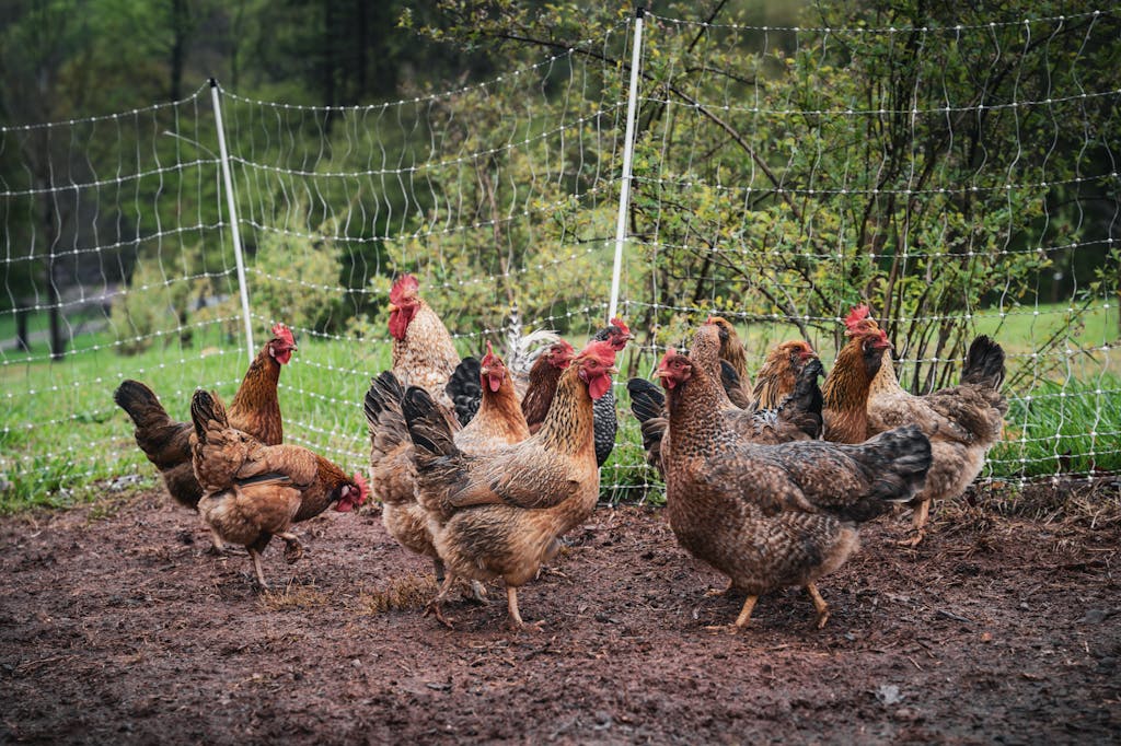 How To Tell If A Chicken Is Sick