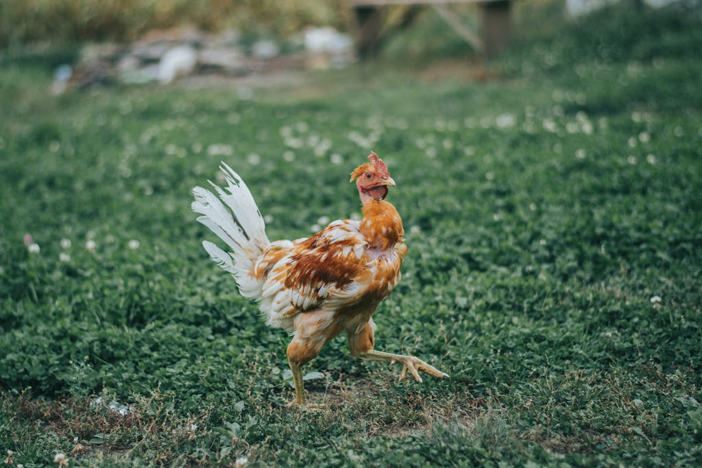What To Feed Moulting Chickens: Boost Recovery Through Diet